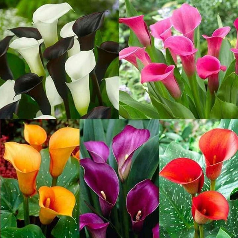 Imported Rare Variety Mix Calla Lily Zantedeschia Big Size Flower Bulb ...