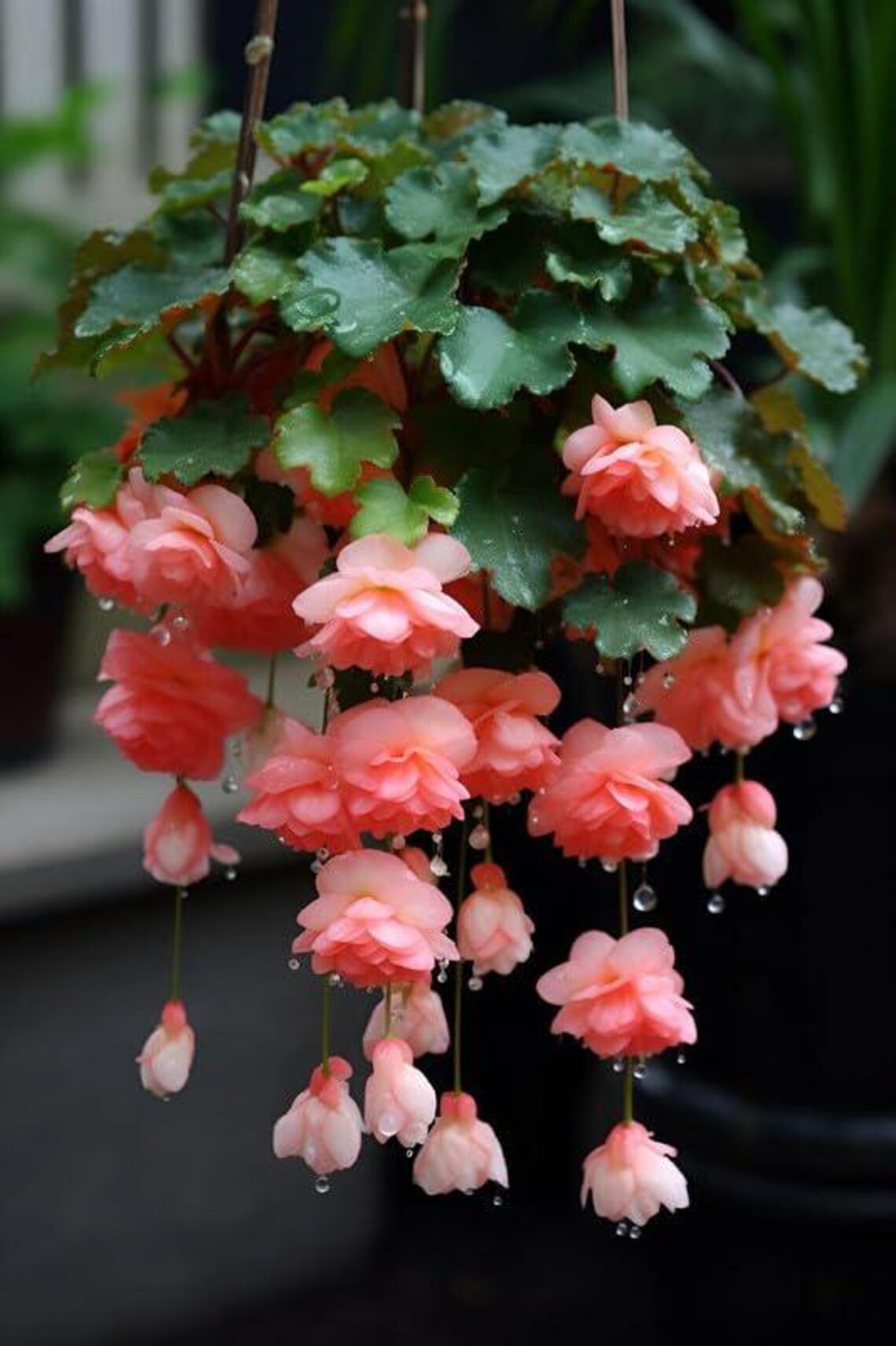 Weeping Begonia Flower Bulbs for Planting and Gardening, Pack of 4 ...