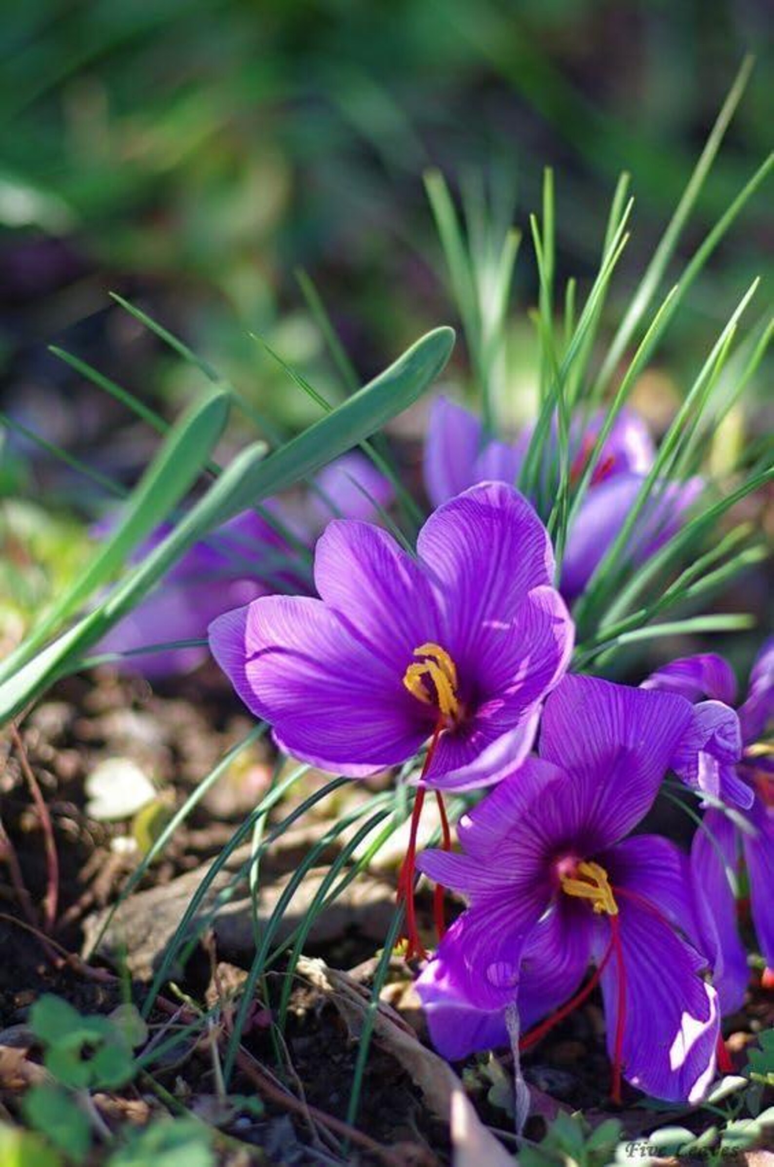 Saffron Flower Bulbs | Kesar Flower Bulbs for Home and Gardening (pack ...