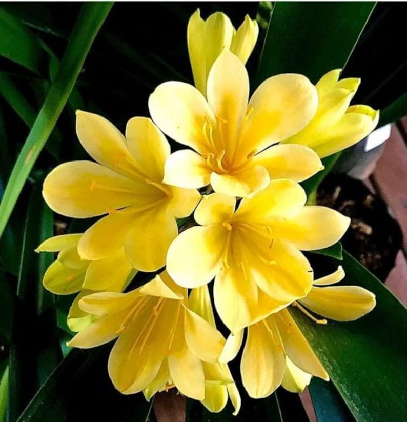 Clivia Yellow Flower Plants Bulbs for Summer Season Your Home Gardening ...
