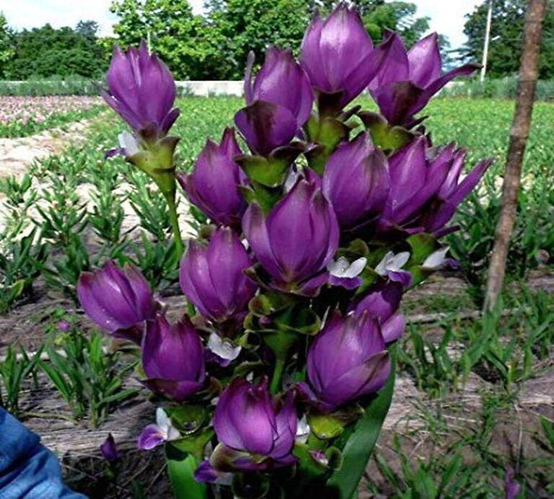 Imported Flower Bulbs for Summer Gardening Curcuma Purple – Pack of 3 ...