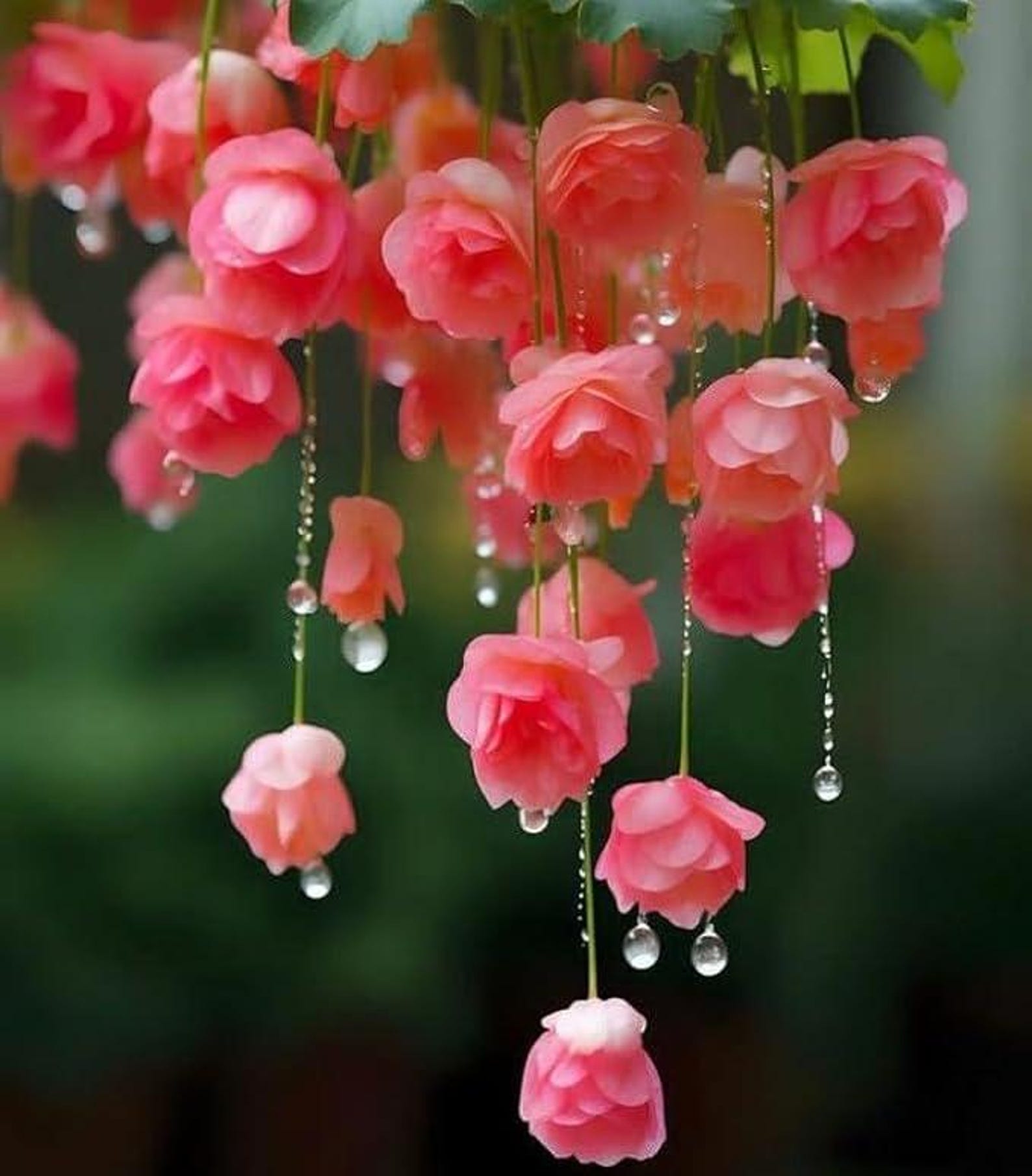 Weeping Begonia Flower Bulbs for Planting and Gardening, Pack of 4 ...