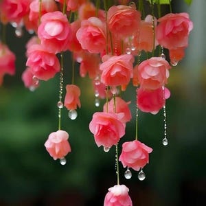 Weeping Begonia Flower Bulbs for Planting and Gardening, Pack of 4 ...