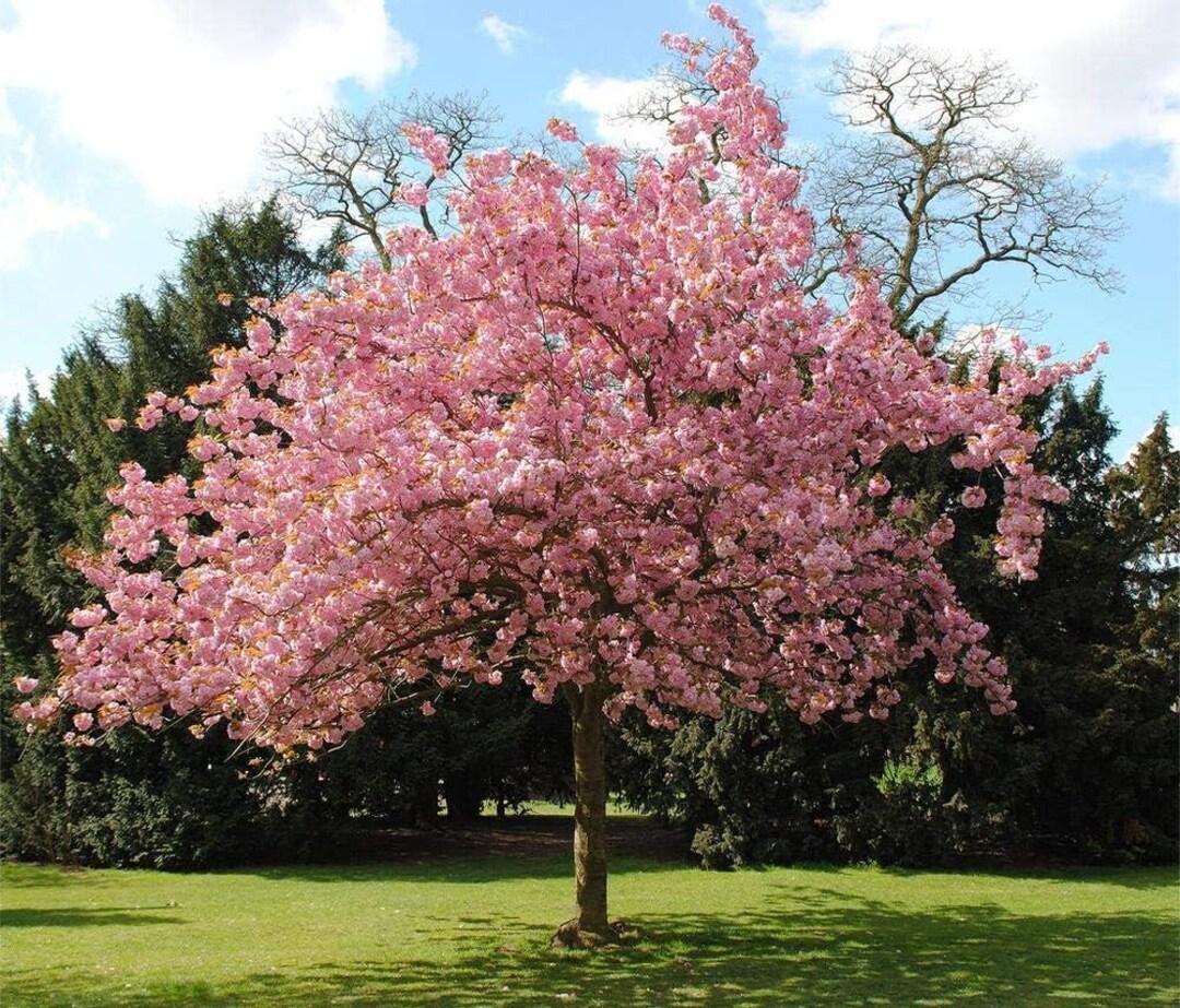 50+ Japanese Sakura Seeds - Rare Pink Cherry Blossom Tree - Etsy