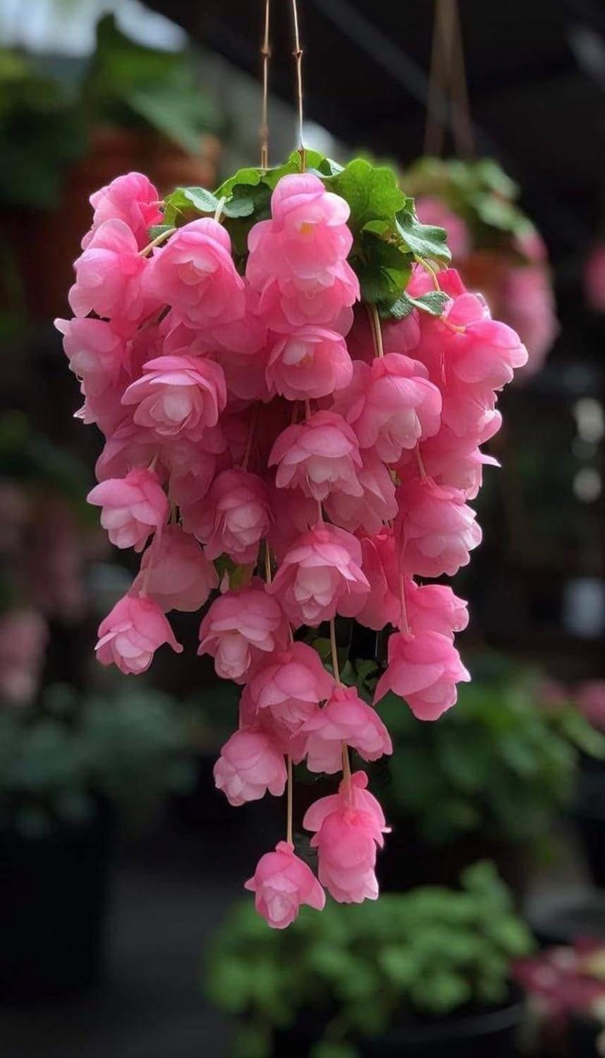 Weeping Begonia Flower Bulbs for Home and Gardening Pack of 3 Bulbs ...