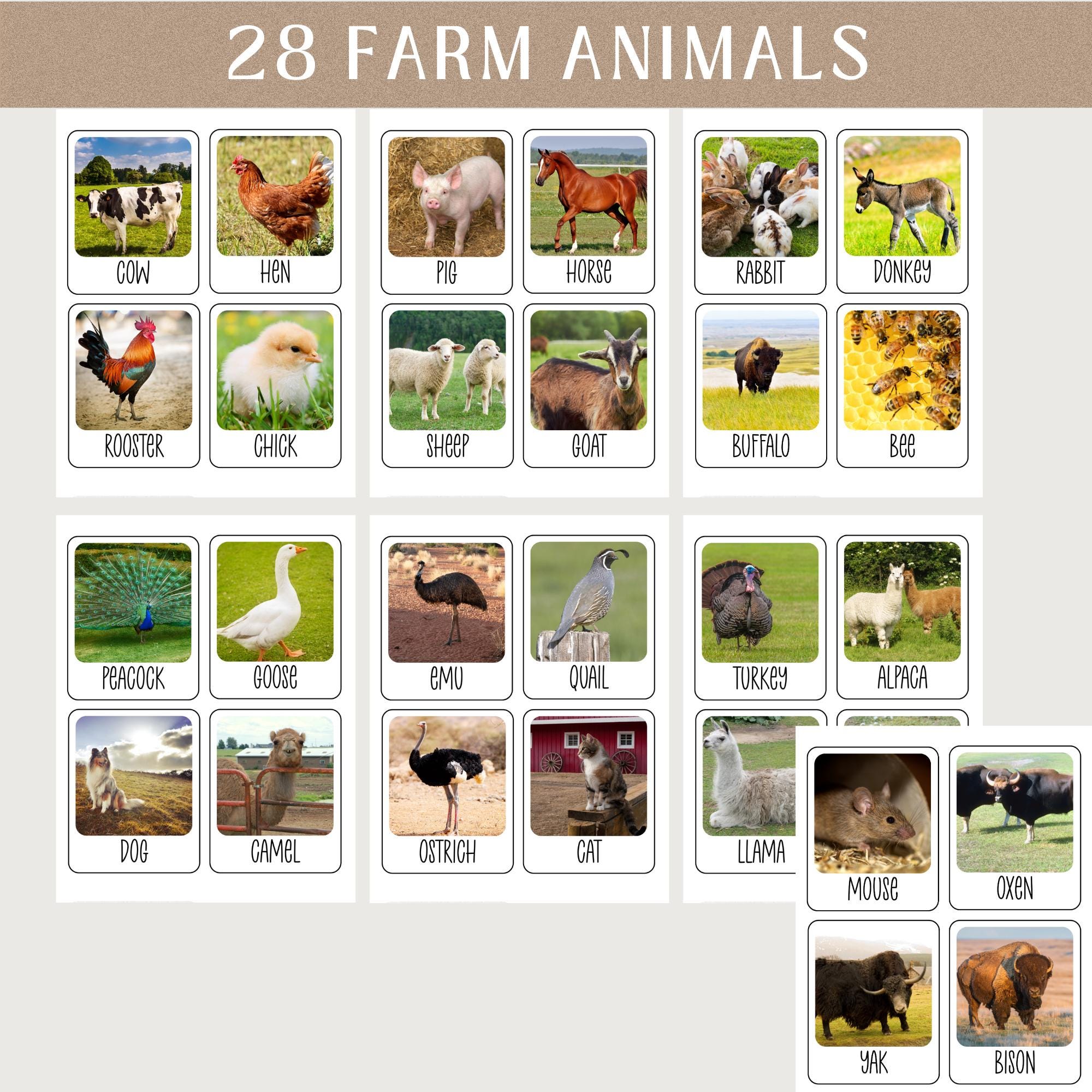Farm Animal Flashcards: Real Photo Montessori Cards (printable PDF ...