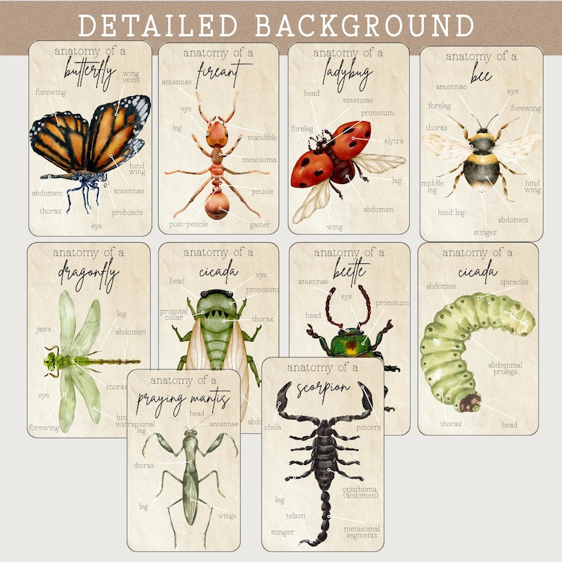 Insect Anatomy Flashcards: Bug Science STEM Activity (digital Download ...