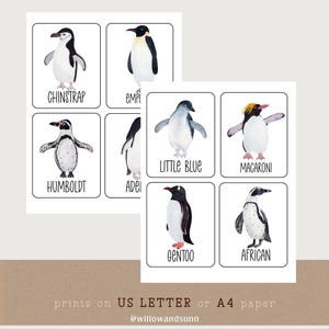 Montessori Preschool Penguin Flashcards | Winter Arctic Animals ...