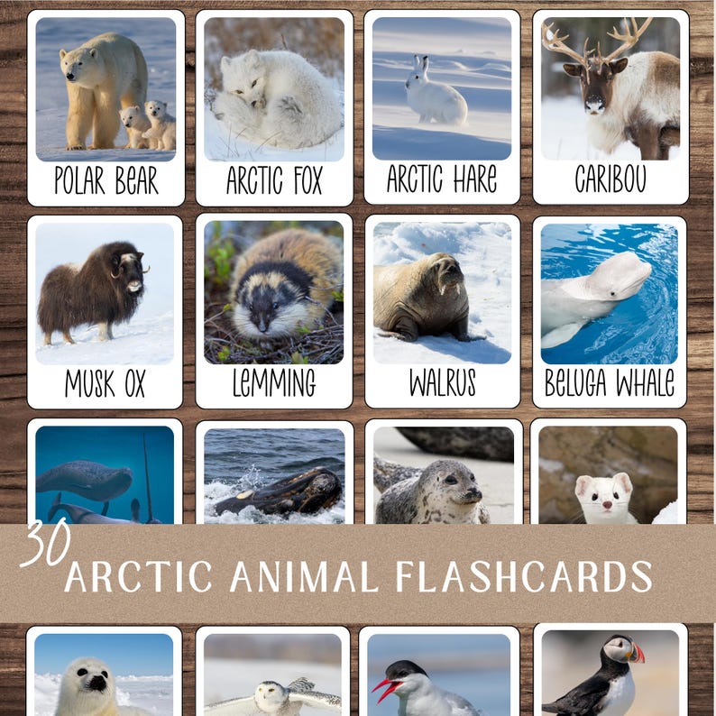 Winter Arctic Animal Flashcards: Kids' Unit Study - Etsy