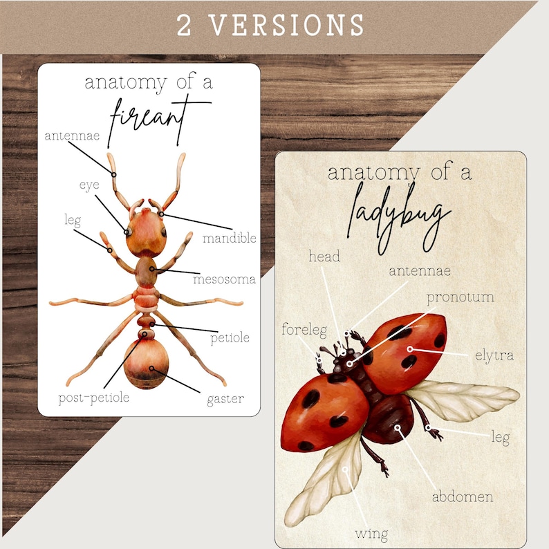 Insect Anatomy Flashcards: Bug Science STEM Activity (digital Download ...