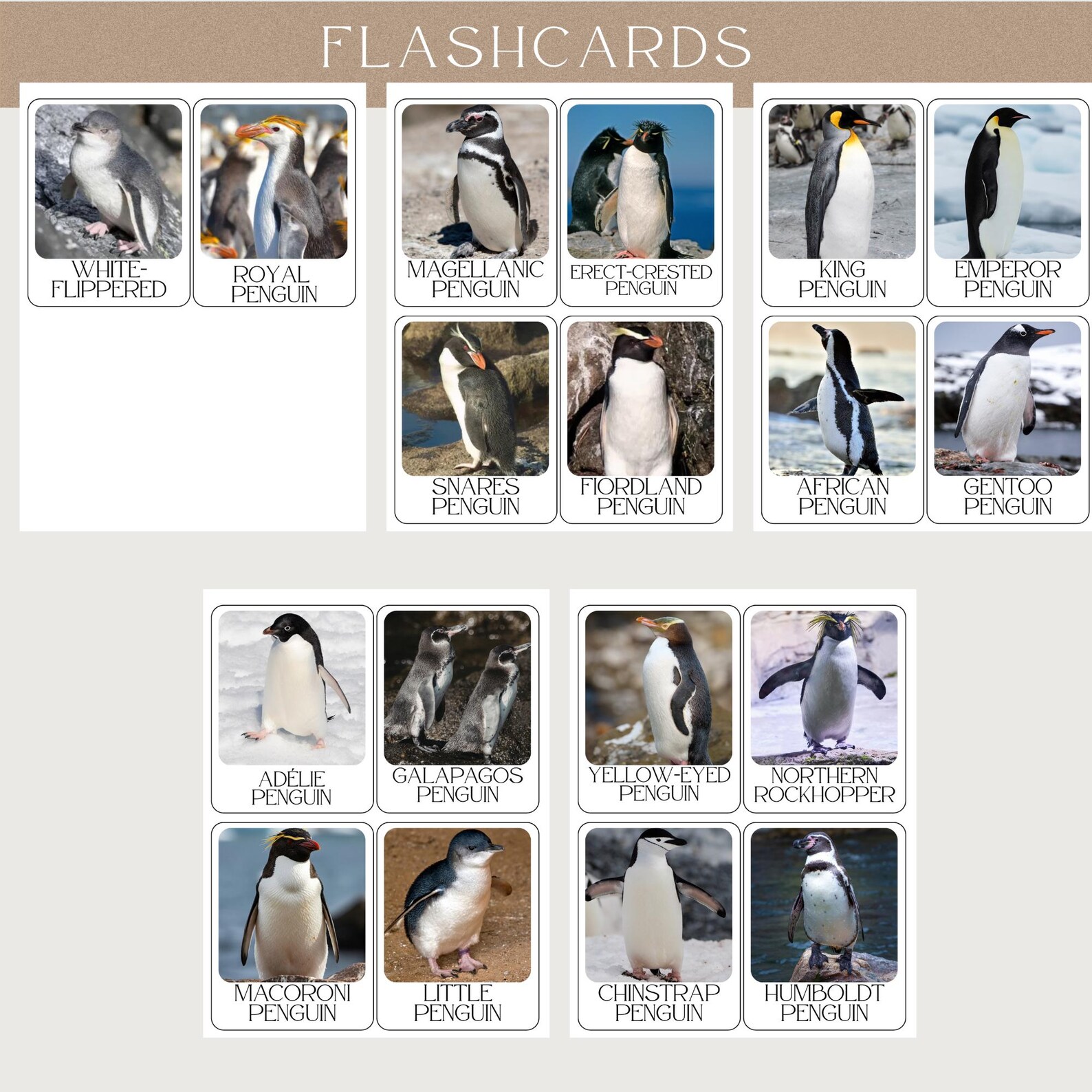 Penguin Unit Study: Winter Arctic Animal Study Pack (printable PDF) - Etsy