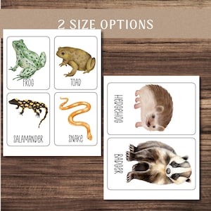 Woodland Animals Flashcards | Nature-themed Learning (PDF) - Etsy