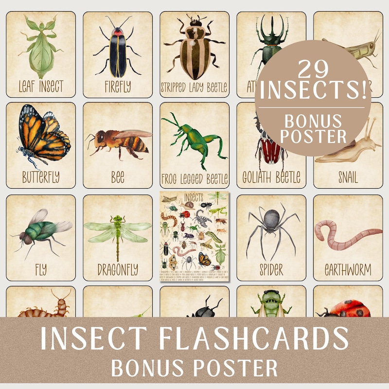 Insect Poster - Etsy