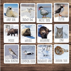 Winter Arctic Animal Flashcards: Kids' Unit Study - Etsy