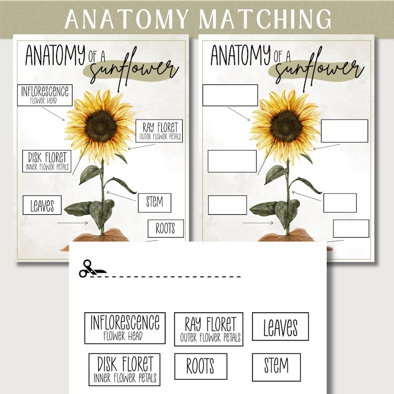 Sunflower Anatomy Poster Set: Nature Study Printable (digital Download ...
