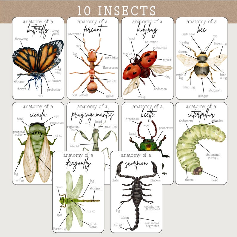Insect Anatomy Flashcards: Bug Science STEM Activity (digital Download ...