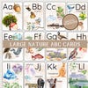 Nature Alphabet Posters | Preschool | School Notice Board | Alphabet ...