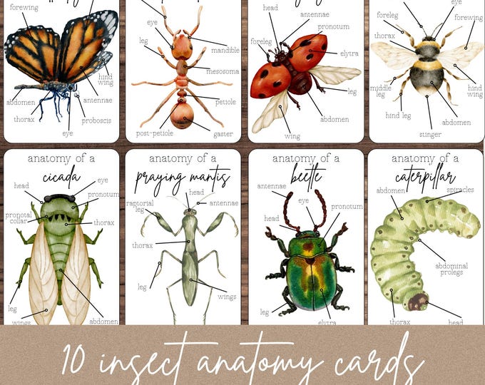 Insect Anatomy Mini Posters, Morning Basket, Homeschool, Learning ...