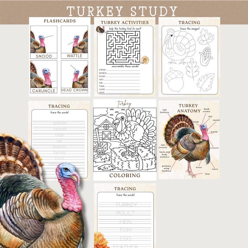 Thanksgiving Unit Study: Pilgrims, Wampanoag, Turkey (PDF) - Etsy