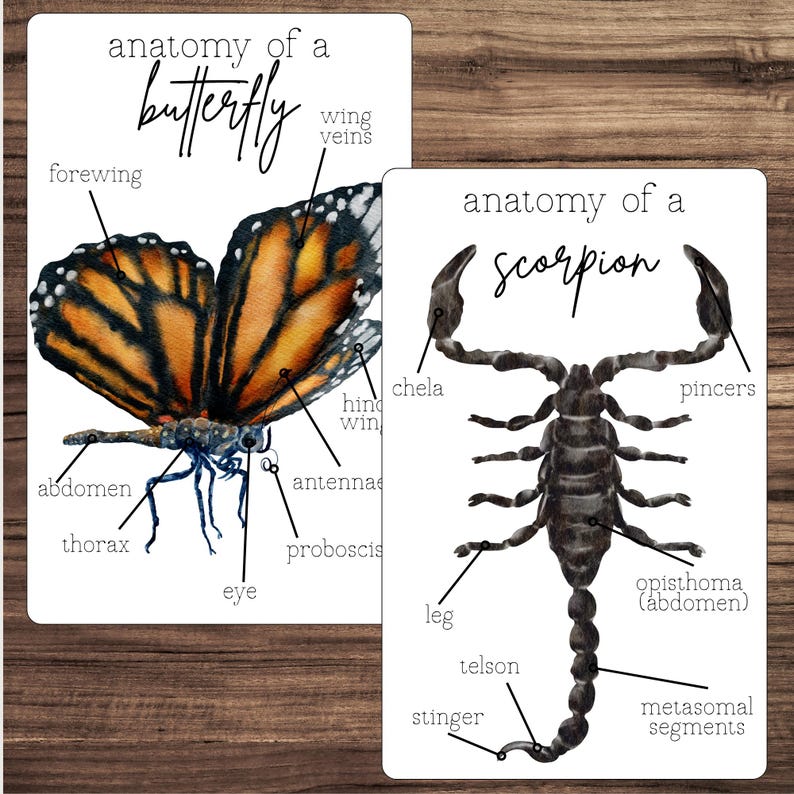 Insect Anatomy Flashcards: Bug Science STEM Activity (digital Download ...
