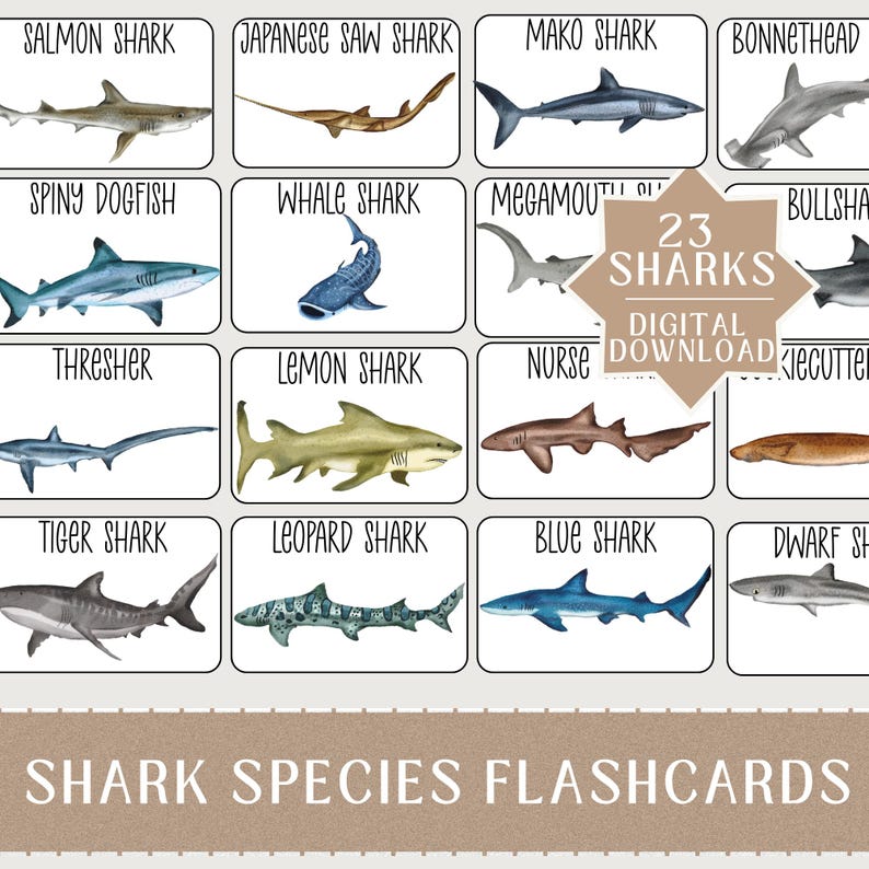 Shark Species Montessori Flashcards for Kids | Ocean Animal Study Unti ...