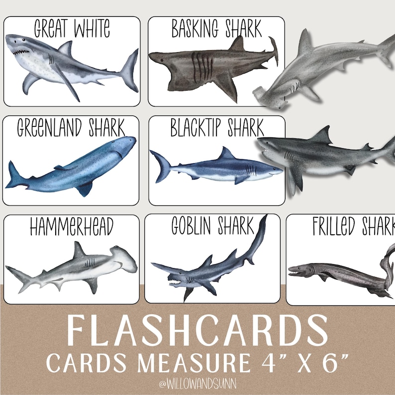 Shark Species Montessori Flashcards for Kids | Ocean Animal Study Unti ...