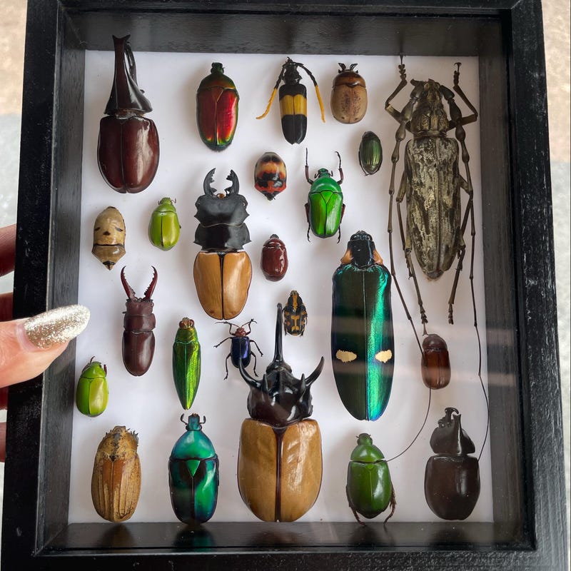 Beetle Collection - Etsy
