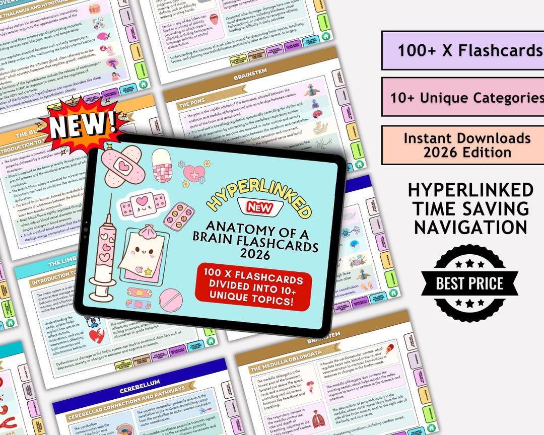 Anatomy Physiology of a Brain Flashcards, Hyperlinked 100+ Cards, 2026 ...