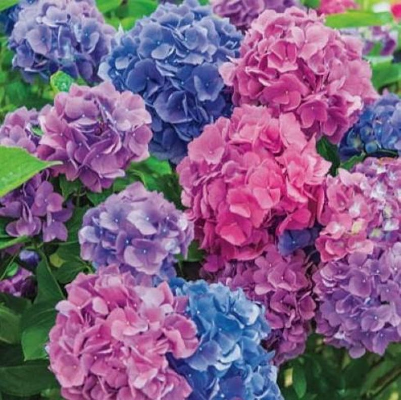 Pink Purple Blue Flower Hydrangea Starter Plant Hydrangea L.A. Dreamin ...