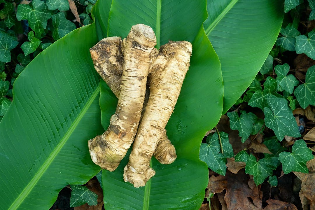 Fresh Horseradish Root Sauget 1 Pound by Weight Whole Root for Eating ...