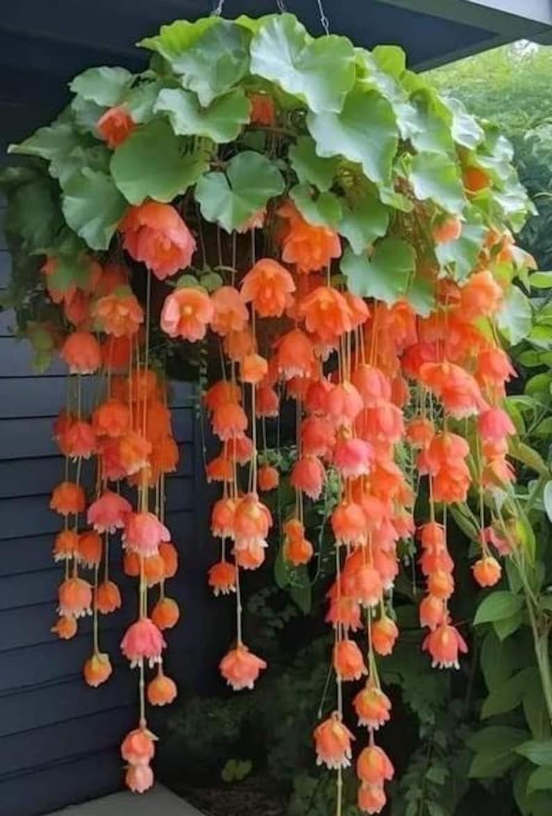 25 Seeds Orange Weeping Begonia Flowers for Garden Planting USA Easy to ...