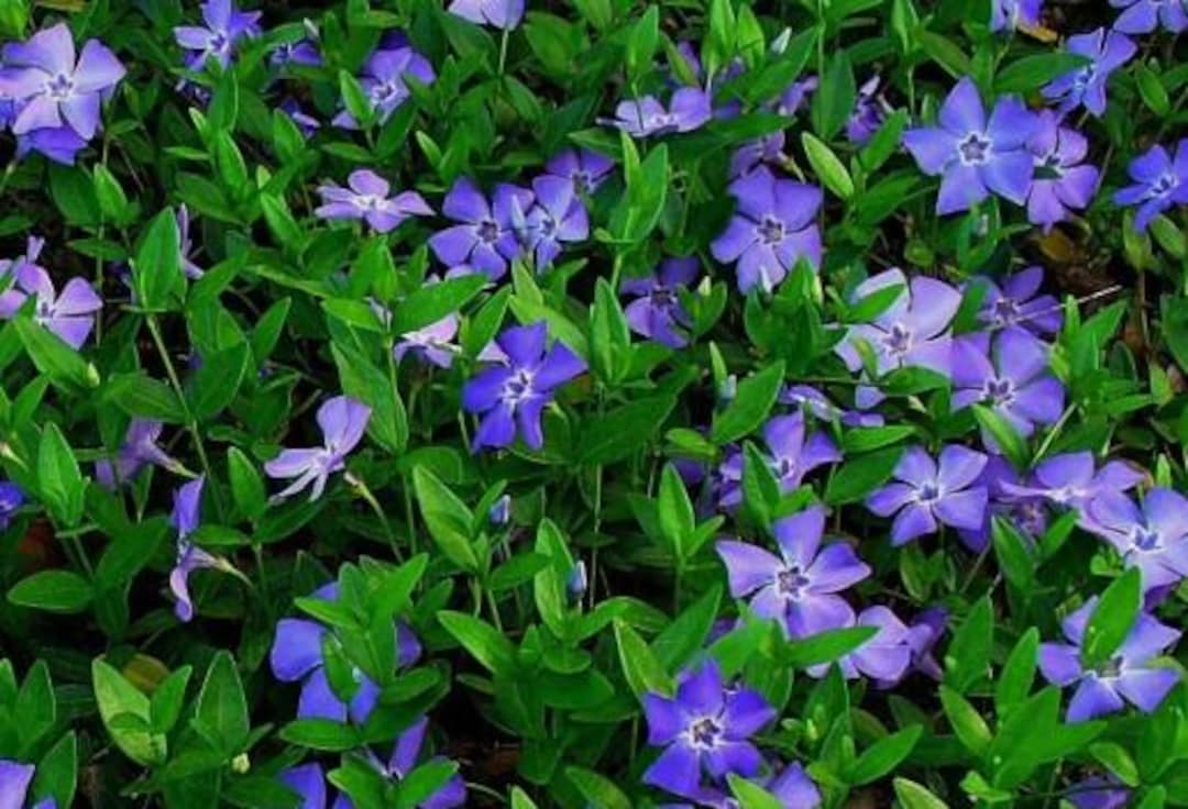 25 Vinca Minor Periwinkle Bare Root Plants Creeping Myrtle Perennial ...