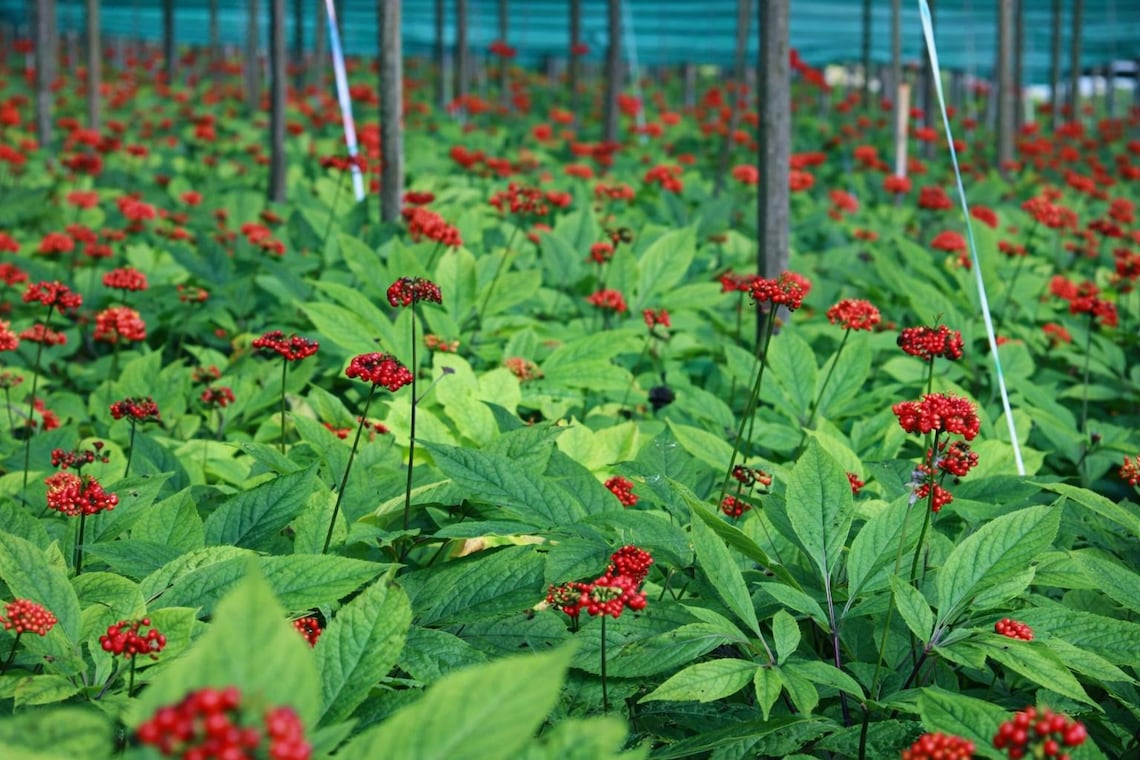 10 Asian Ginseng Seeds (panax Ginseng) – Medicinal Perennial Herb ...