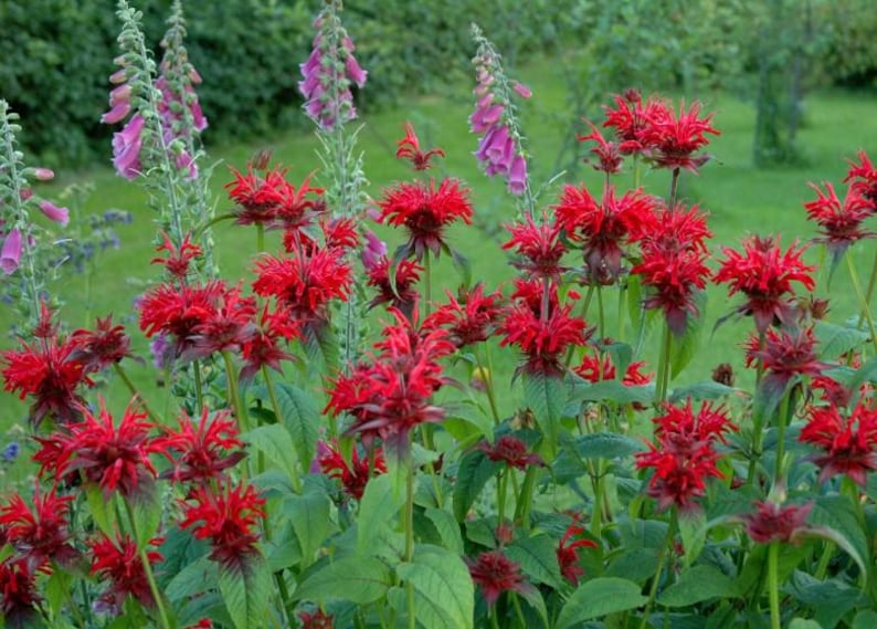 Dwarf Bee Balm 'fireball' Live Plant Monarda Didyma Perennial Garden ...