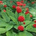 10 Asian Ginseng Seeds (panax Ginseng) – Medicinal Perennial Herb ...