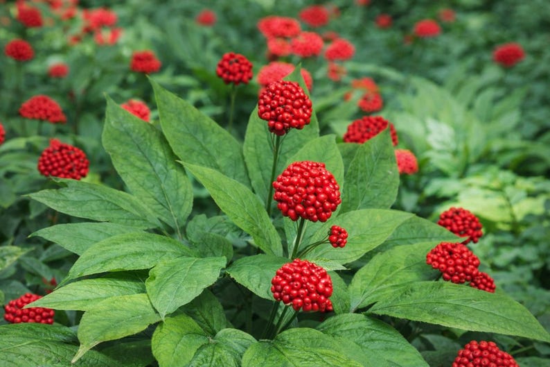 10 Asian Ginseng Seeds (panax Ginseng) – Medicinal Perennial Herb ...