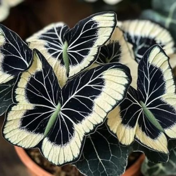 Moonlight Butterfly Begonia - Etsy