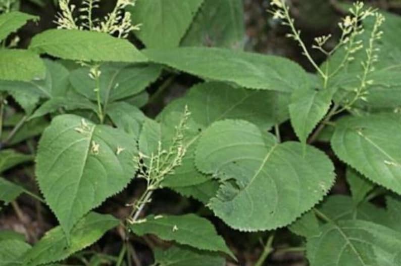 10 Stone Root Plant Collinsonia Canadensis Bare Root Native Wildflower ...