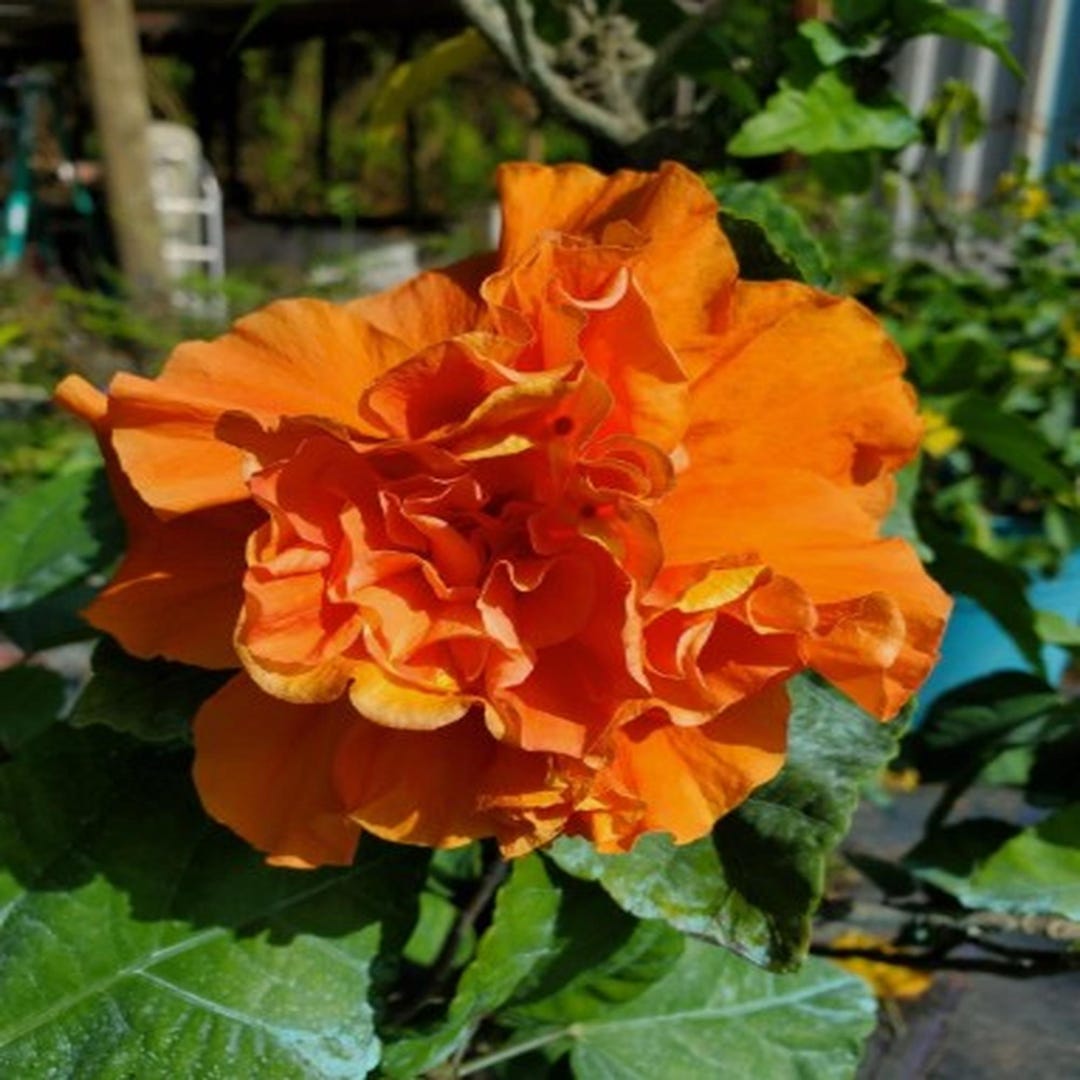 Jane Cowell Hibiscus Starter Plant: Exotic Orange Tropical Flower - Etsy