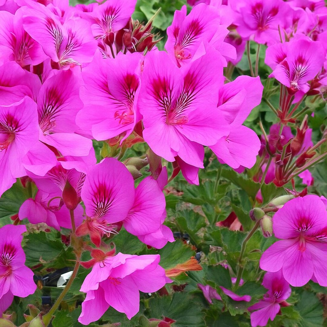 Purple Pink Regal Geranium Cuttings: Live Starter Plants - Etsy