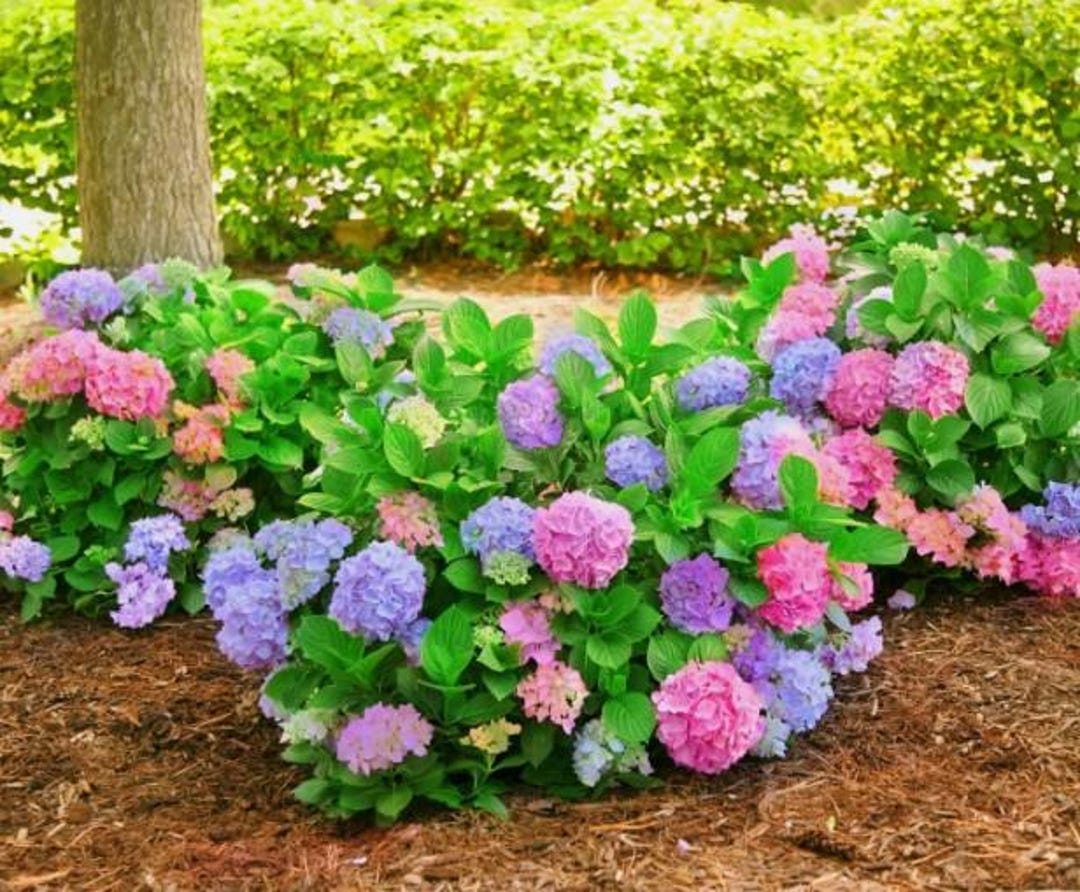 Pink Purple Blue Flower Hydrangea Starter Plant Hydrangea L.A. Dreamin ...