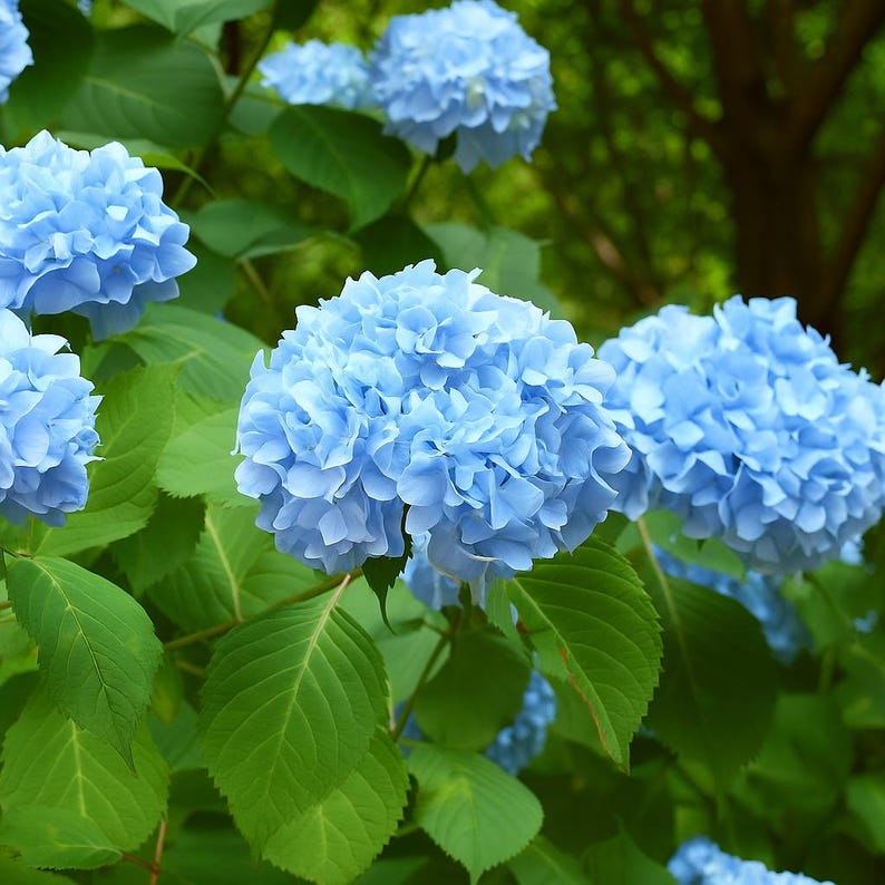 25 Blue Hydrangea Seeds: Hardy Perennial Flowers for USA Gardens - Etsy