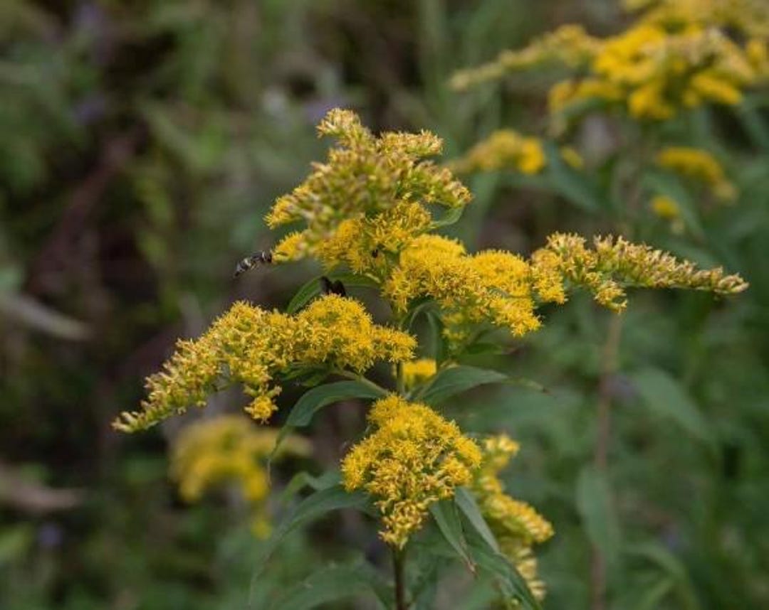 5 Goldenrod Plants Bare Roots Solidago Nemoralis Monarch Butterfly ...