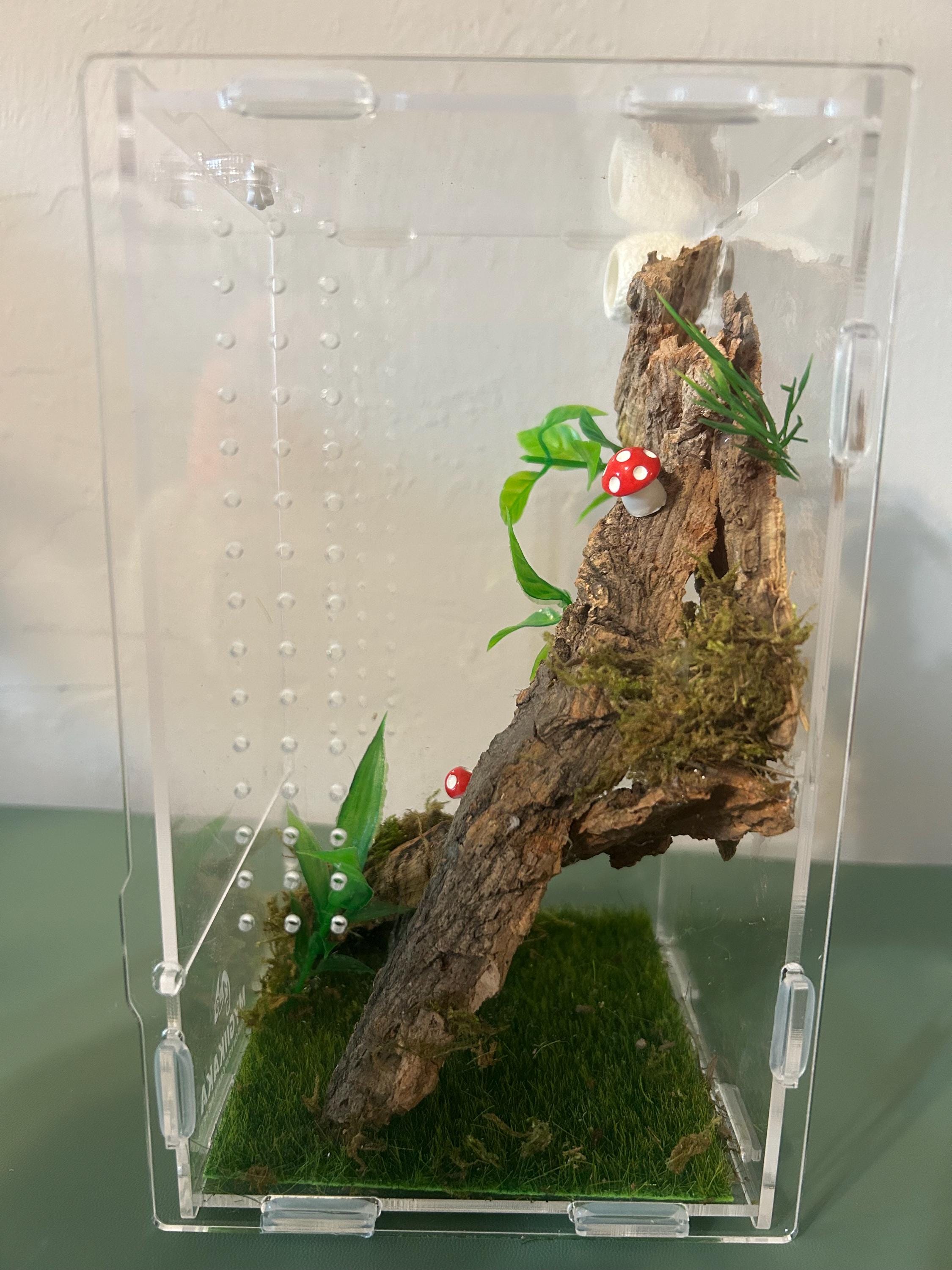 Custom Jumping Spider Enclosure - Etsy