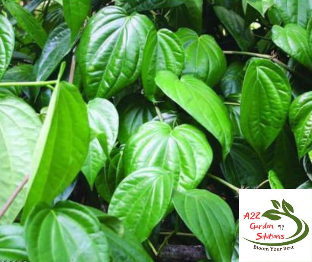 Betel Farm-fresh Leaves | 100% Naturally Grown | Grown in Florida ...