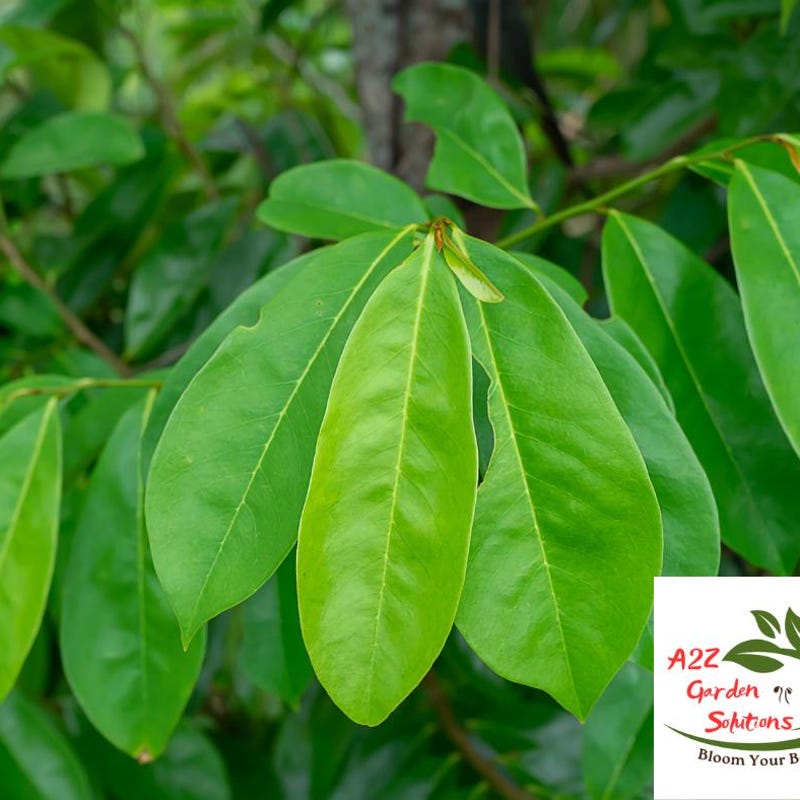 Custard in for It - Etsy