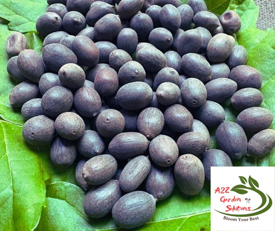 Black Lotus Seeds: Sacred Meditation & Ritual Seeds, 3oz, Kamal Gatta ...