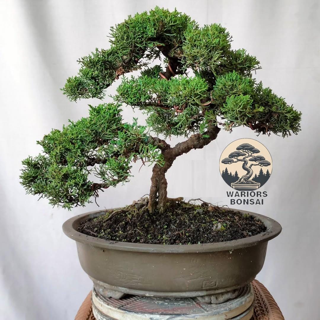 Juniperus Chinensis. Medium Size DDN 002. Ficus Benjamina |tiger Brack ...