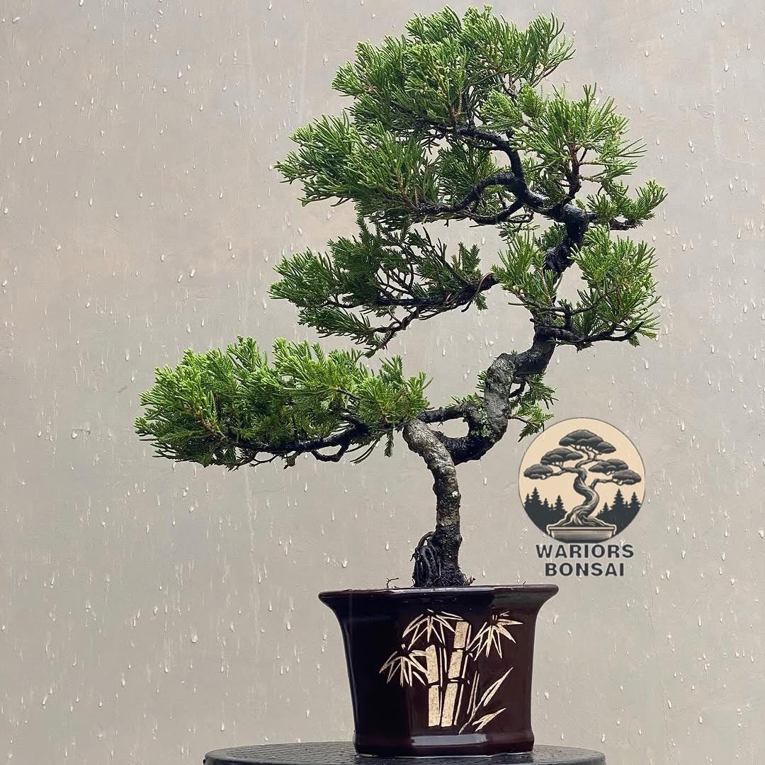 Juniperus Chinensis. Medium Size HJ002 Ficus Benjamina |tiger Brack ...