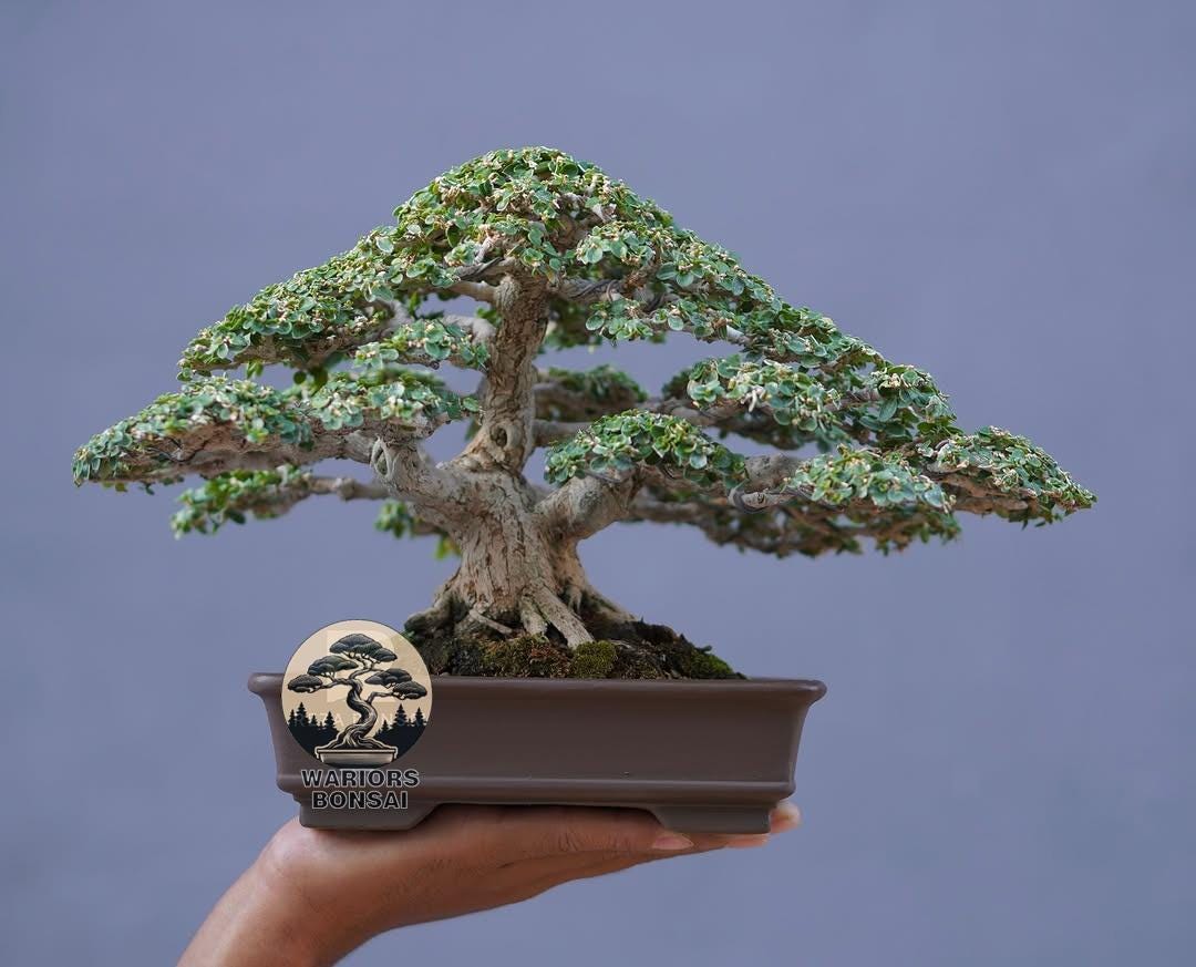 Premna Microphylla. Small Size SK011 Ficus Benjamina |tiger Brack ...